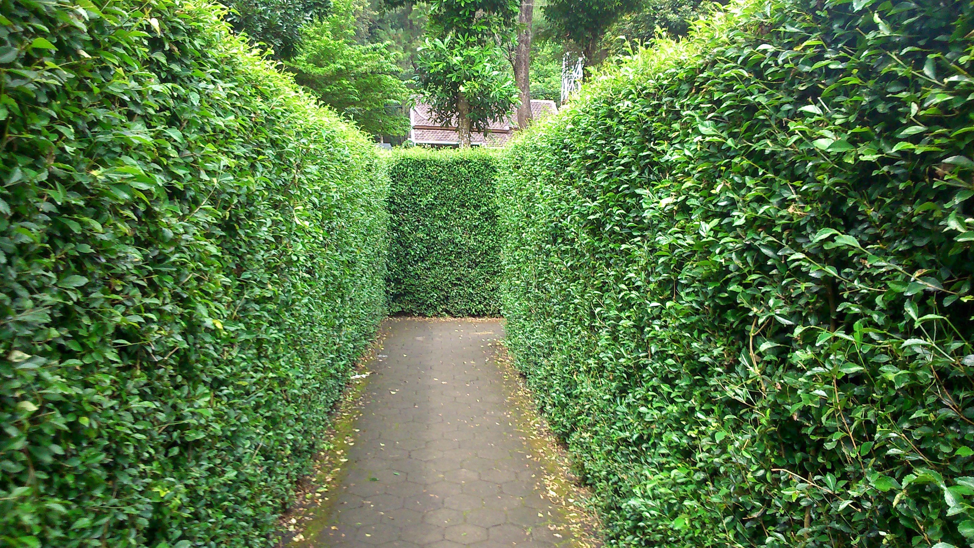 The Holy Hedge of Protection – Tales from a Mid-Lifer