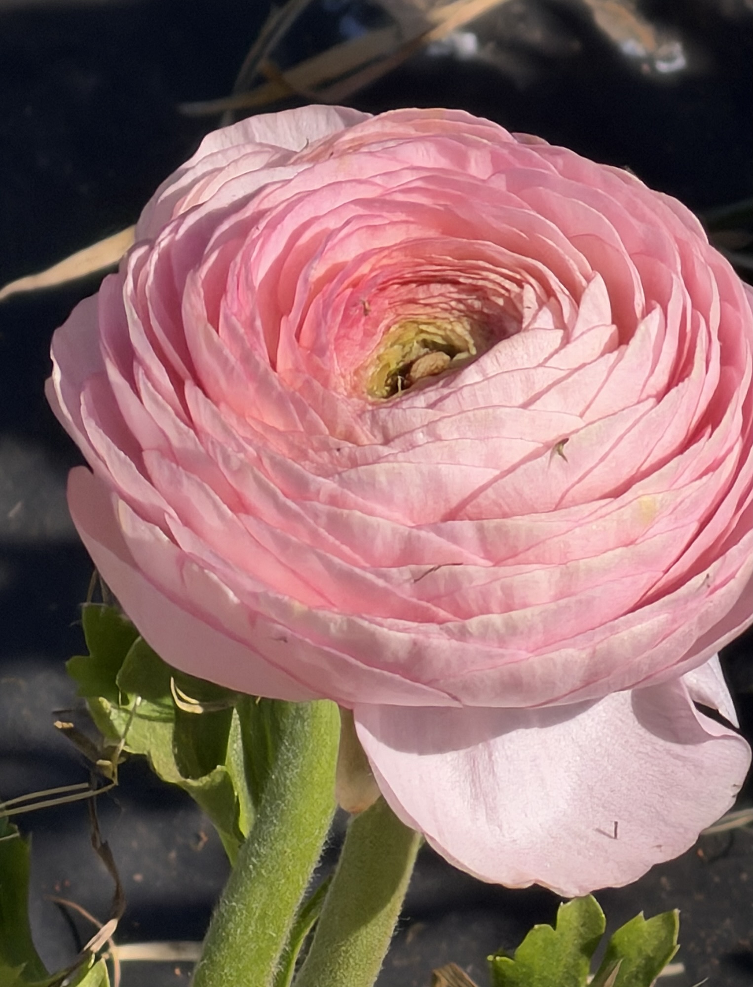 Ranunculus – Tales from a Mid-Lifer